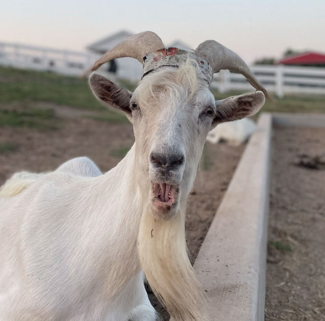 Recap | December | Goat Month – Farmhouse Fresh Wholesale