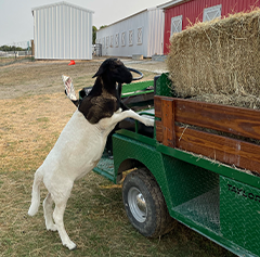 Flower’s Eye Splinter – Farmhouse Fresh Wholesale