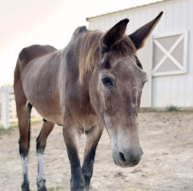 Meet Big John: Our Rescued Elderly Mule – Farmhouse Fresh Wholesale