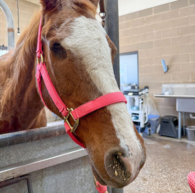 Emergency Care for Lucy – Farmhouse Fresh Wholesale