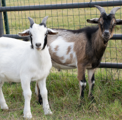 Moo & Roo – Farmhouse Fresh Wholesale